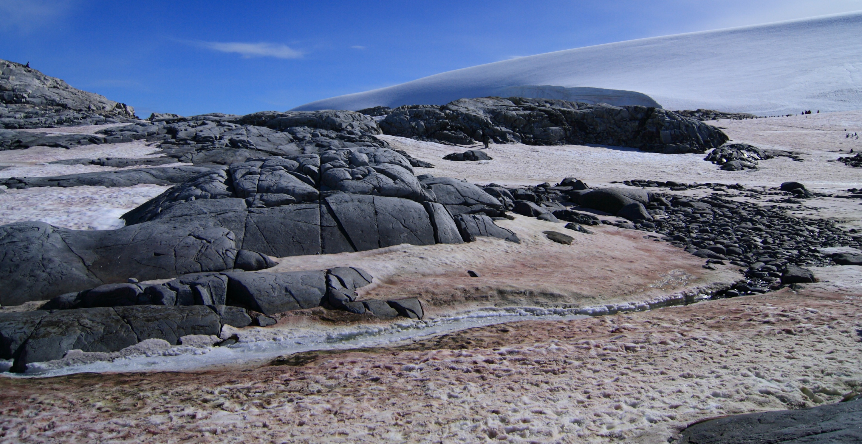 Watermelon Snow – A Beautiful but Hazardous Phenomenon – R. E. KEARNEY