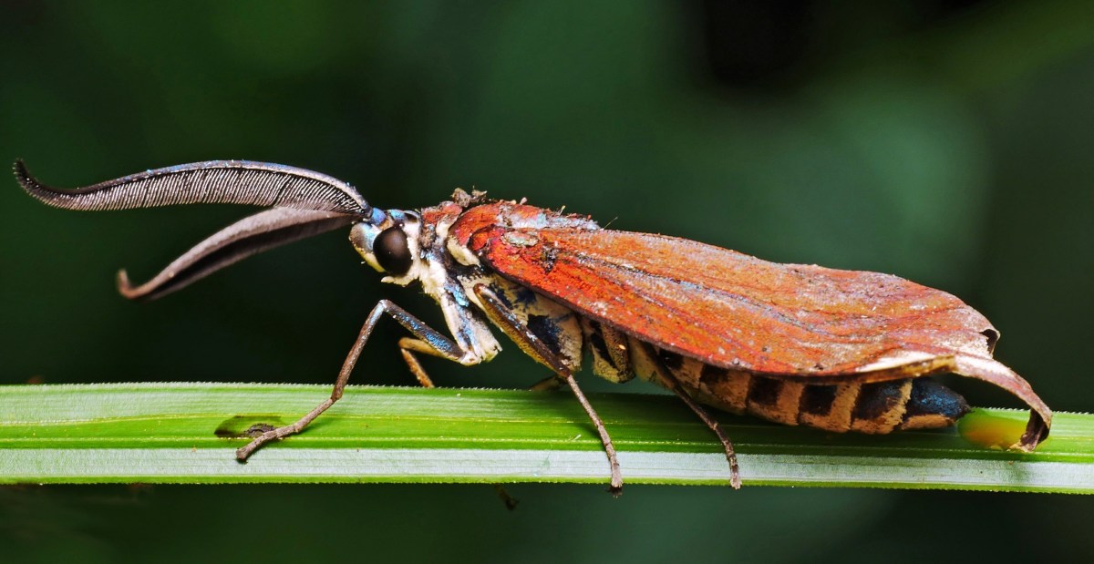 Genetically Modified Moths – R. E. KEARNEY